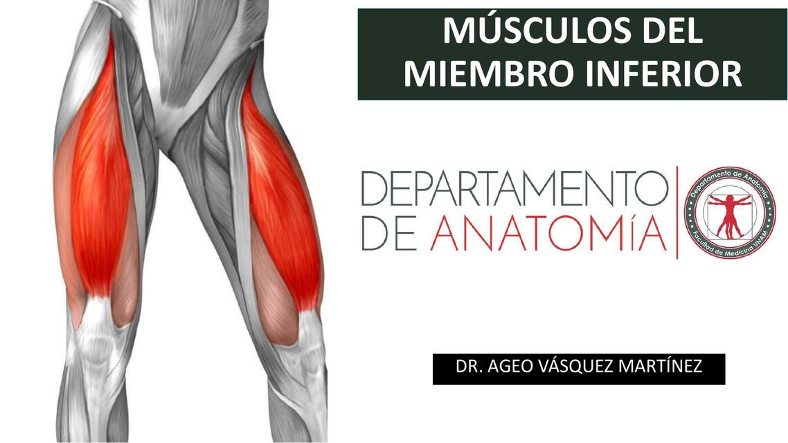 Músculos del miembro inferior | IOVANNY CRUZ OJEDA | uDocz
