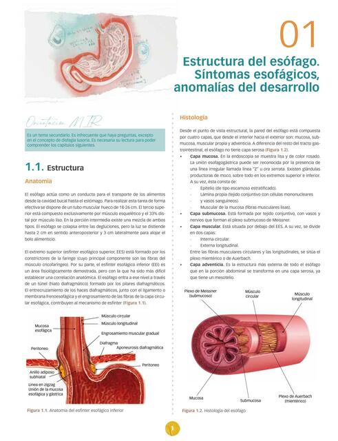 Estructura del esófago -Síntomas esofágicos, anomalías del desarrollo ...