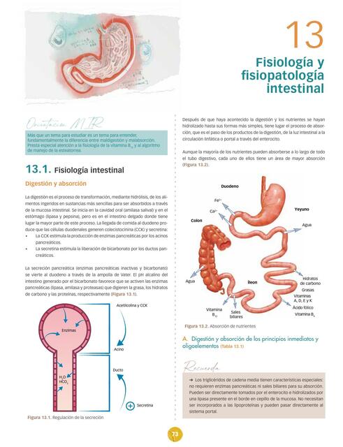 Fisiología y fisiopatología intestinal | Full ciencia | uDocz