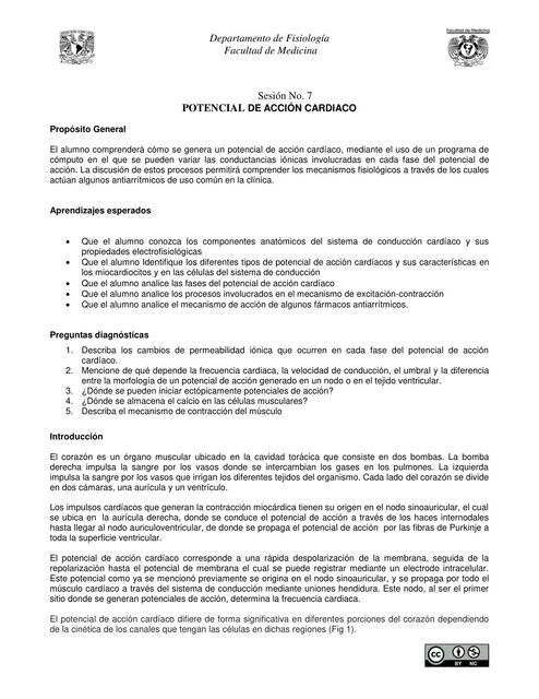 Potencial de Acción Cardiaco | IOVANNY CRUZ OJEDA | uDocz