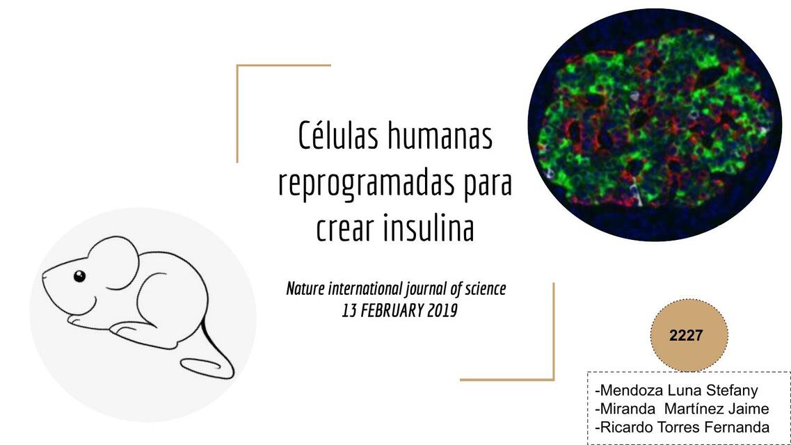 Creacion de insulina a partir de células humanas | IOVANNY CRUZ OJEDA | uDocz