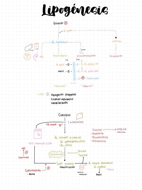 Lipogénesis | Carla’s Notebook | uDocz