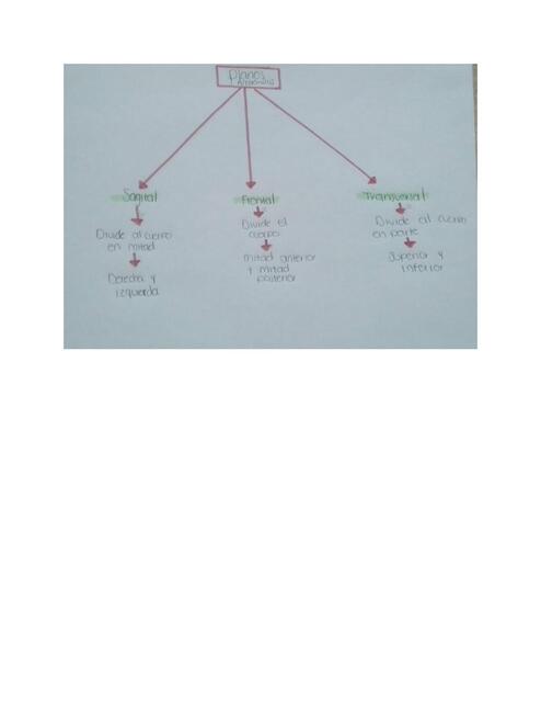 Mapas de anatomía | Guadalupe Hernández | uDocz