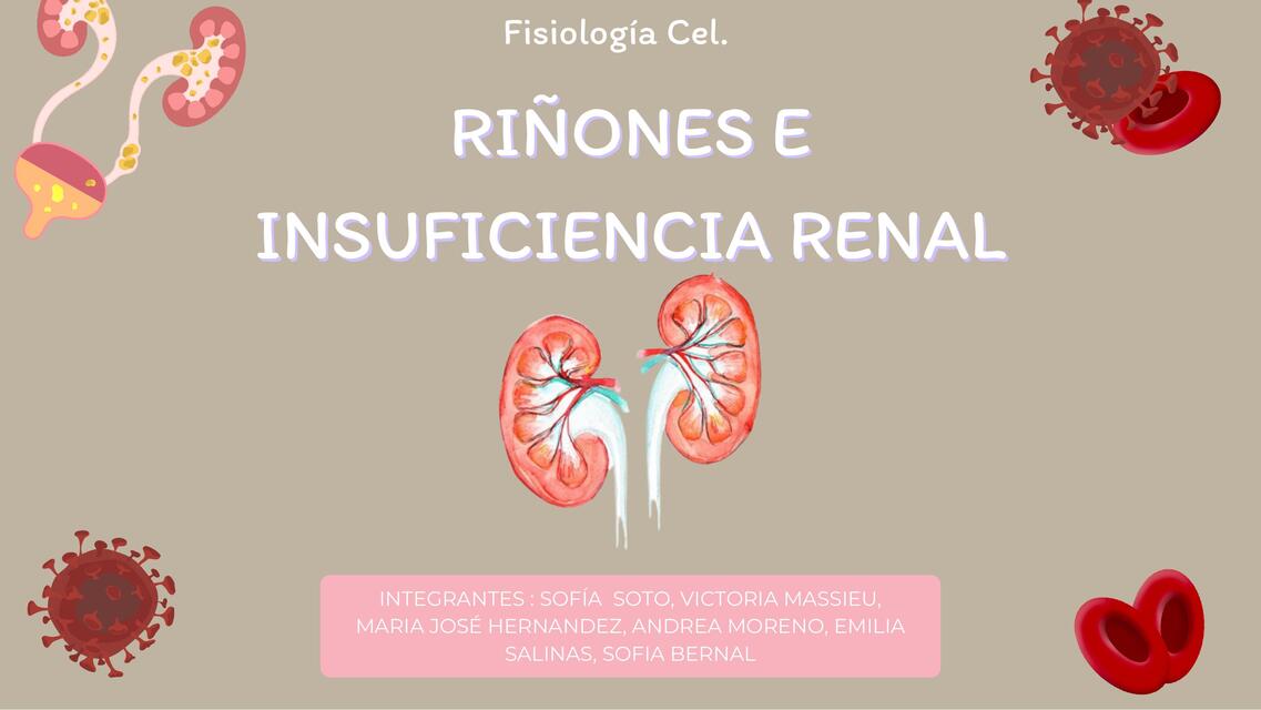 Riñones e insuficiencia renal | Valeria Zúñiga | uDocz