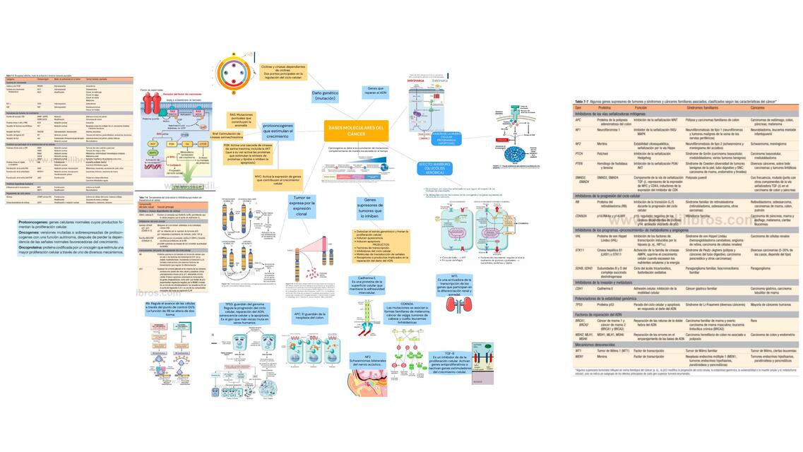 Bases moleculares del cáncer | Monserrat Miranda Acosta | uDocz
