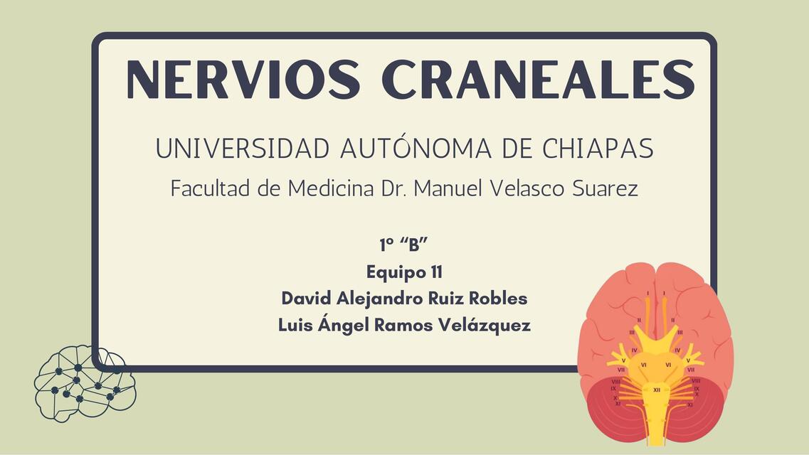 Nervios craneales | RUIZ ROBLES DAVID ALEJANDRO | uDocz