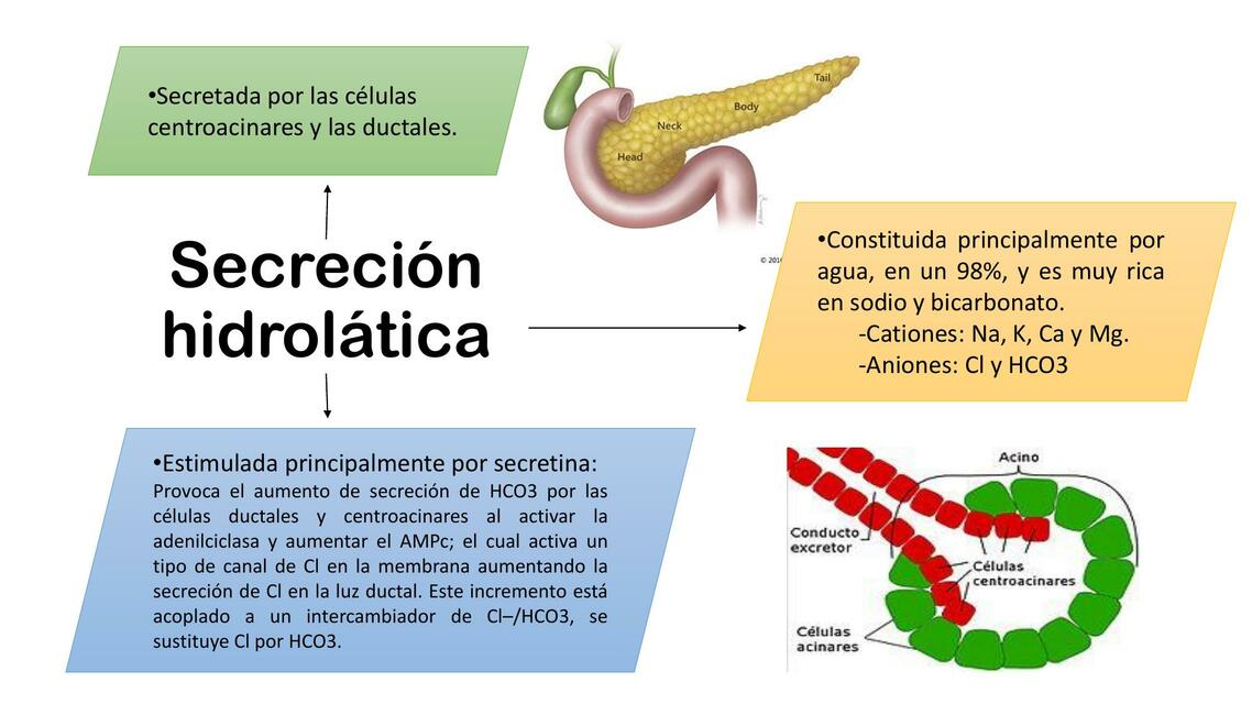 Secreción Pancreática | Angélica Mena | uDocz