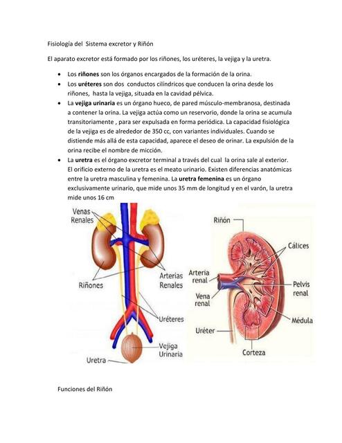 Fisiología del Sistema Renal | Marco Antonio Rueda | uDocz