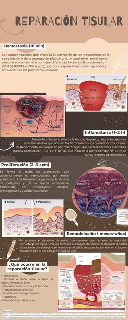 Reparación Tisular infografía | Sharon Velazquez.A | uDocz