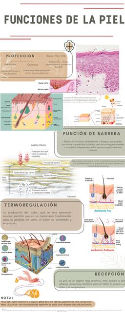 INFOGRAFIA Funciones de la piel | Sharon Velazquez.A | uDocz