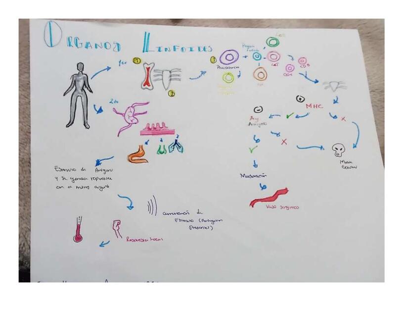 MAPA Y ESQUEMA SOBRE LOS órganos linfoides EN EL SISTEMA INMUNE ...