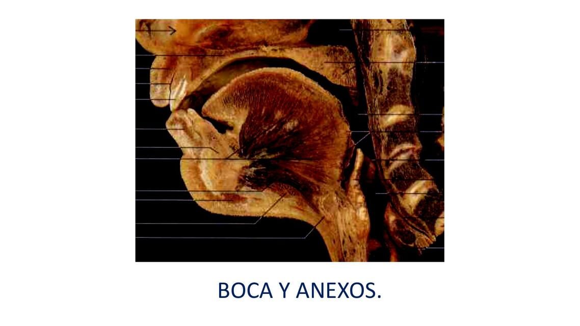 Boca y Anexos | Angélica Mena | uDocz