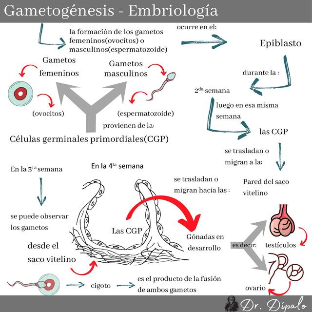 Gametogenesis | Torrez Mamani Juan David | uDocz