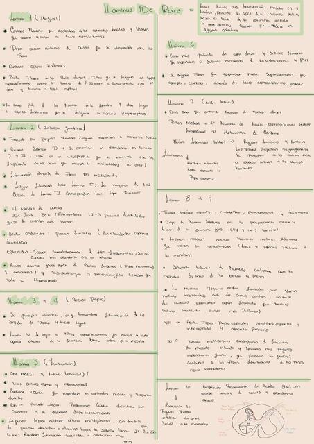 Láminas de rexed- Sistema nervioso resumen | Sharon Velazquez.A | uDocz