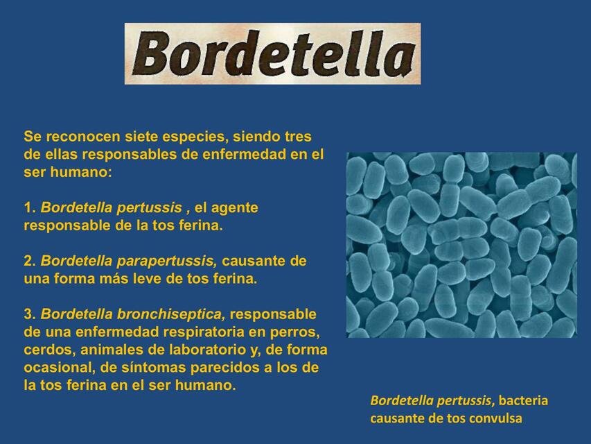 Bordetella pertusis | IOVANNY CRUZ OJEDA | uDocz