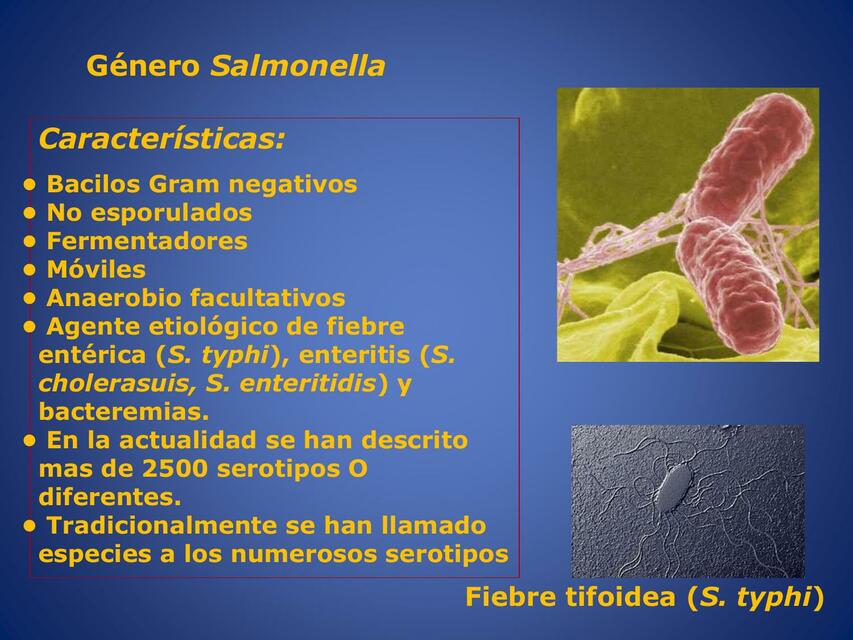 Salmonella Typhi | IOVANNY CRUZ OJEDA | uDocz