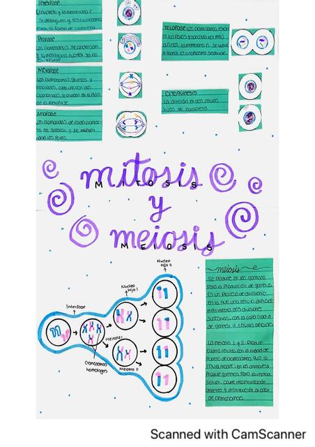 Mitosis y Meiosis | Zamayr | uDocz