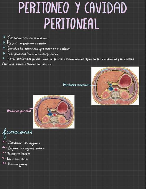 Peritoneo Y Cavidad Peritoneal | RAM/bar-gel.bol | uDocz