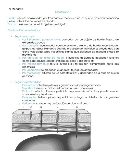 Proceso de cicatrización resumen | IOVANNY CRUZ OJEDA | uDocz