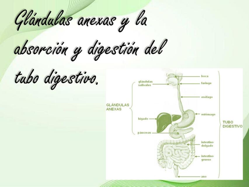 Glandulas anexas | Ysaac Garcia | uDocz
