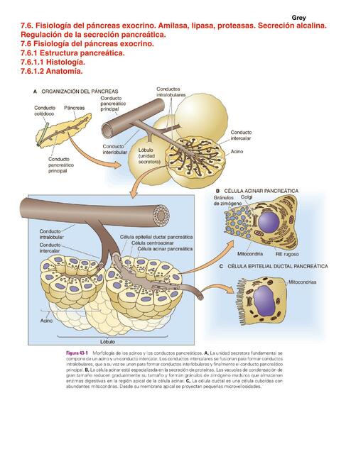 Fisiología del páncreas exocrino | IOVANNY CRUZ OJEDA | uDocz
