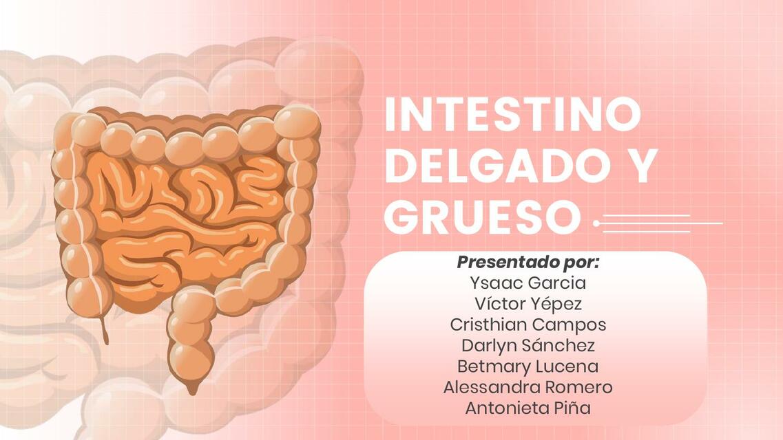 Intestino Delgado Y Grueso Ysaac Garcia Udocz