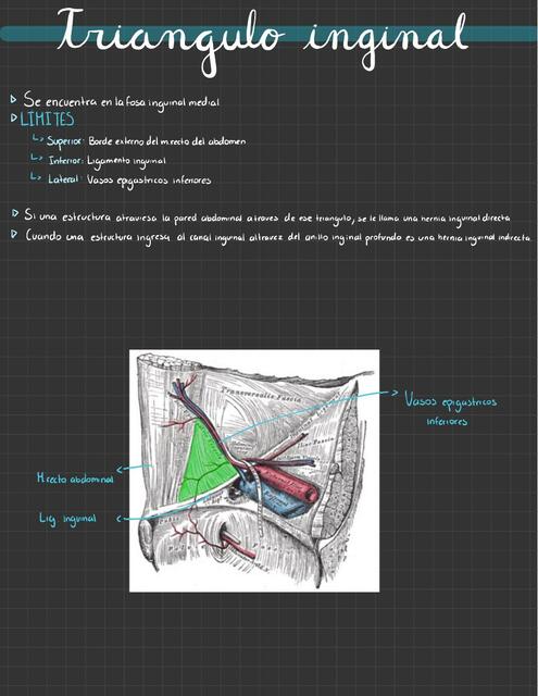 Triángulo Inguinal | RAM/bar-gel.bol | uDocz