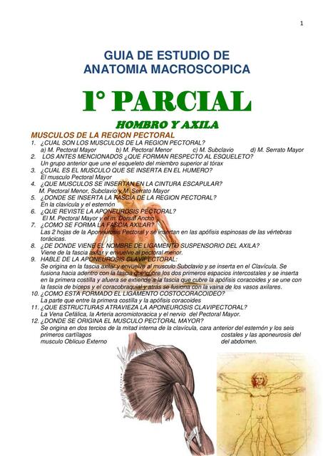 Guía de estudio de anatomía macroscópica | Alison Flores | uDocz