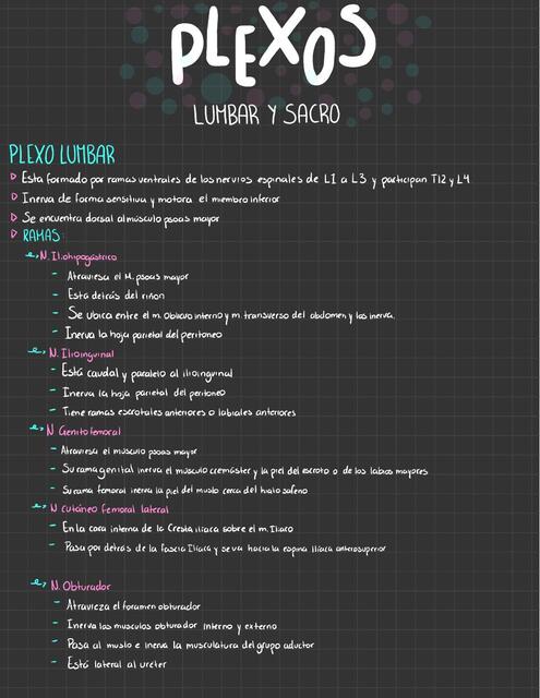 Plexos Lumbar Y Sacro | RAM/bar-gel.bol | uDocz