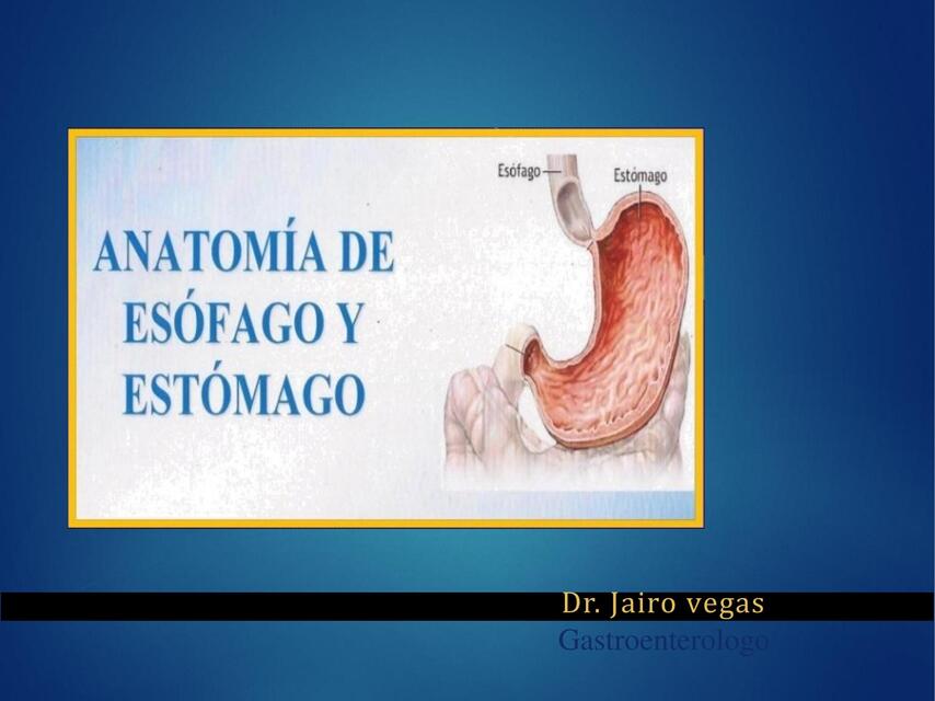 Anatomía de esófago y estómago | alejandra alvarez | uDocz