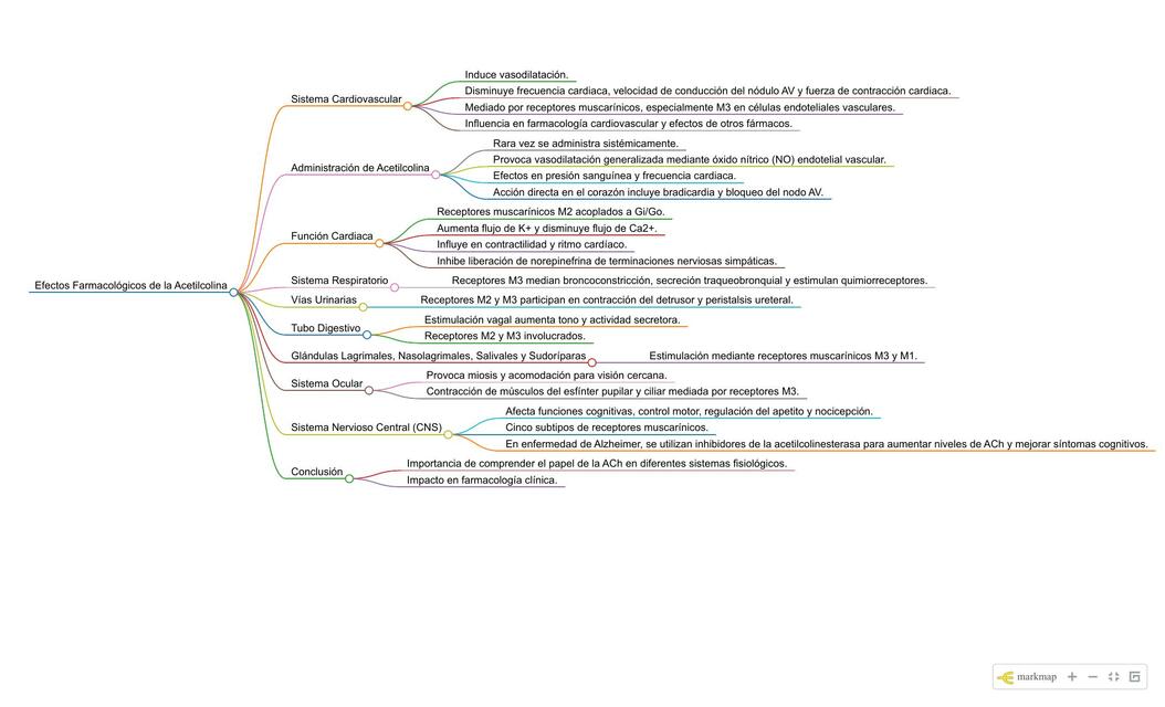 Efectos de la acetilcolina MAPA | Sharon Velazquez.A | uDocz