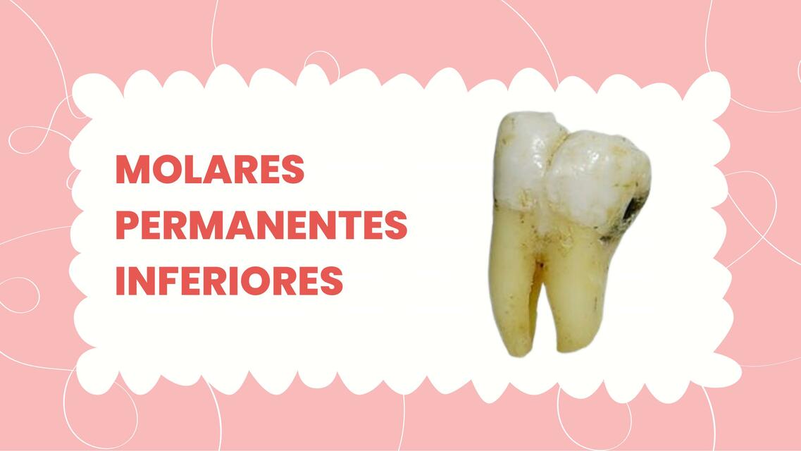 Molares Inferiores Permanentes | Bárbara Reyes | uDocz