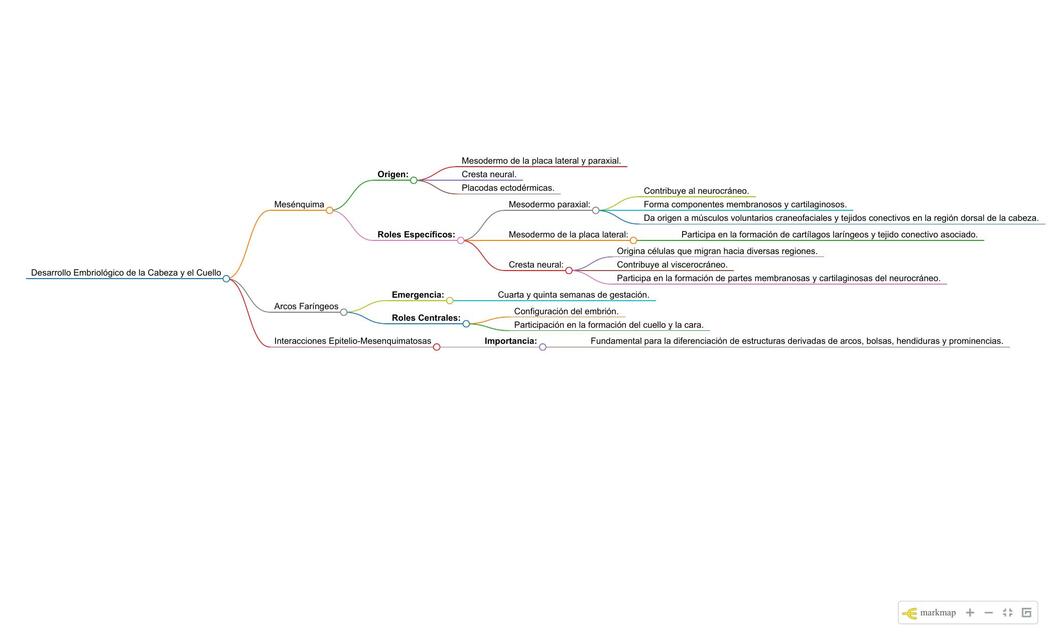 Desarrollo de cabeza y cuello-mapa | Sharon Velazquez.A | uDocz