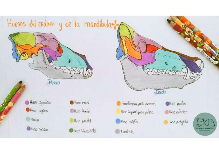 Huesos del cráneo y de la mandíbula - Perro y Cerdo | Ilustraciones Vet ...