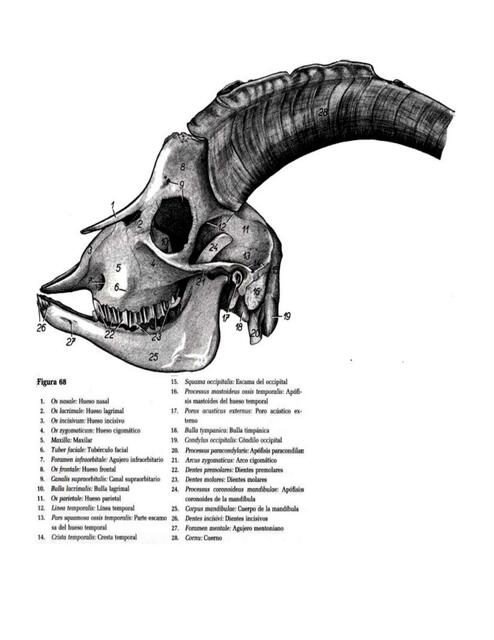 Anatomía Caprina | Fabiana Chirinos | uDocz