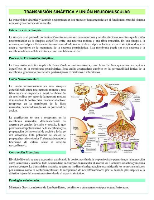 Transmisión sináptcia y union neuromuscular | Gabs | uDocz