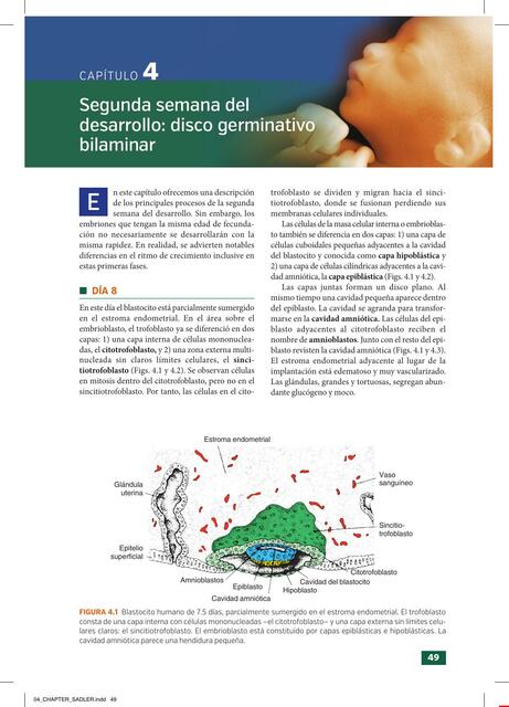 2 Blastocito y fases del desarrollo embrionario | Osmeili Zapata | uDocz