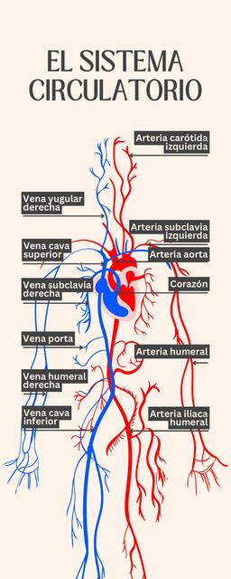 El Sistema Circulatorio | Pablo Carabeo | uDocz