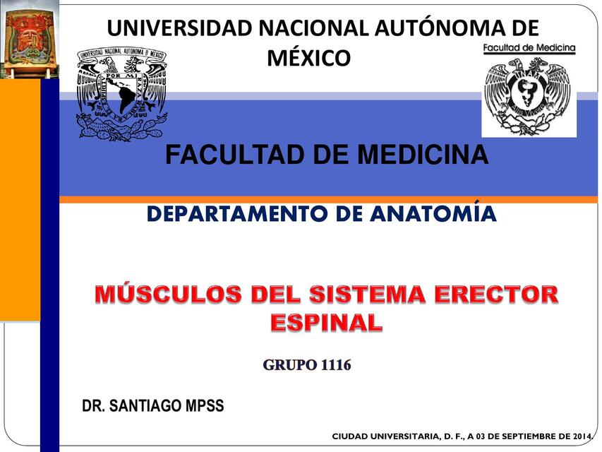 Músculos del sistema erector espinal | Jessy González | uDocz