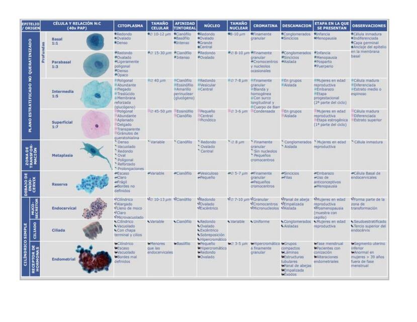 Morfologia celular en citologia cervical | IOVANNY CRUZ OJEDA | uDocz