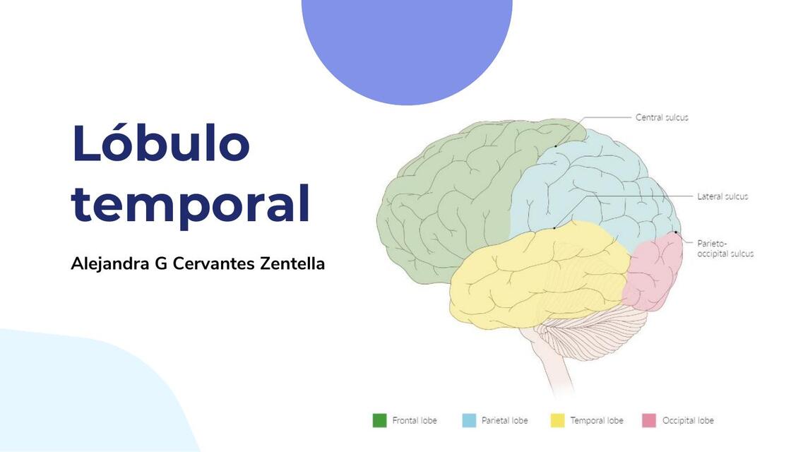 Lóbulo Temporal | IOVANNY CRUZ OJEDA | uDocz