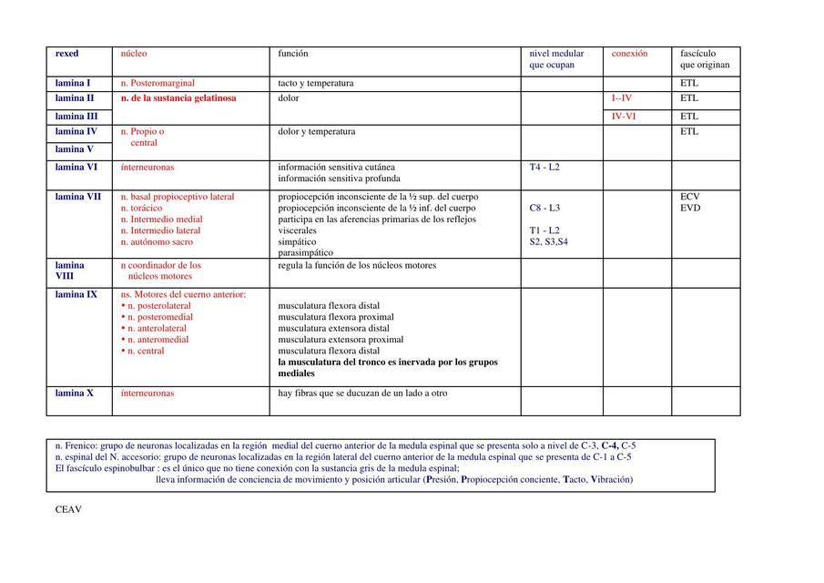 Anatomía. Cuadro de las Laminas de Rexed | Jessy González | uDocz