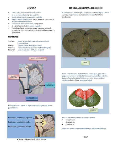 Anatomia. Cerebelo | Jessy González | uDocz