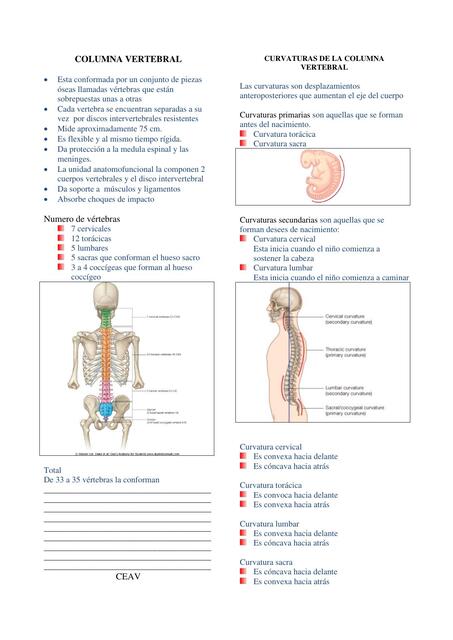 Columna vertebral | Jessy González | uDocz