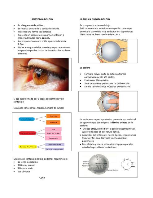 Anatomía de Ojo | Jessy González | uDocz