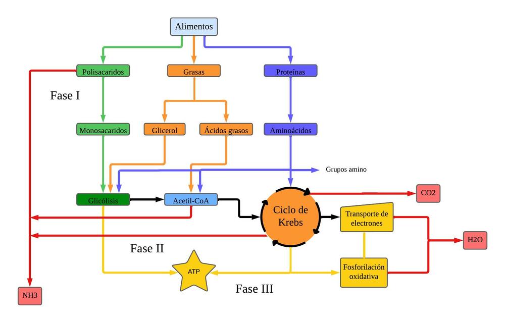 Tres etapas metabólicas | Alejandra Beatriz Batres Ovalle | uDocz