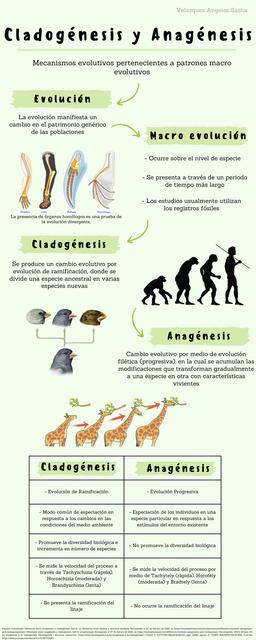 Cladogénesis y Anagénesis | Sharon Velazquez.A | uDocz