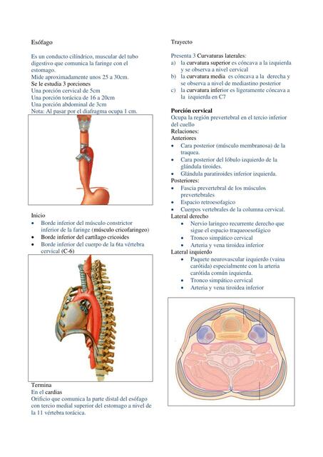 Anatomía. Esófago | Jessy González | uDocz