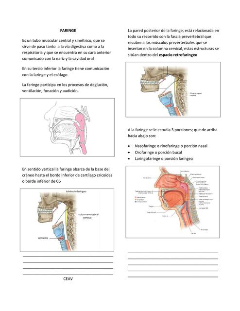 Anatomía. Faringe | Jessy González | uDocz