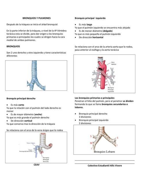 Bronquios Pulmones y Pleura | Jessy González | uDocz